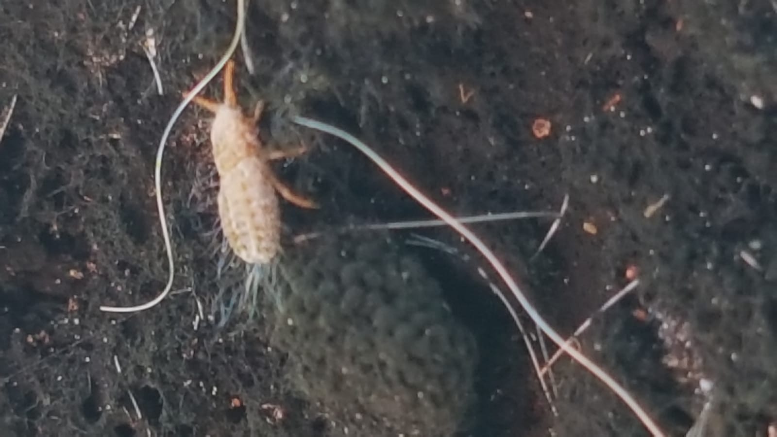 Igmelatodabracatinga